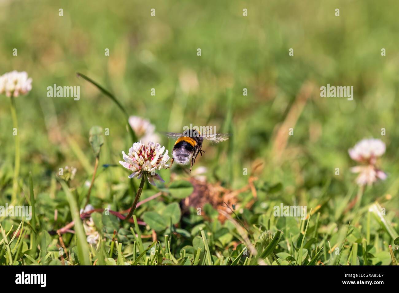 Buff-tailed bumblebee (Bombus terrestris) flying on a meadow with ...