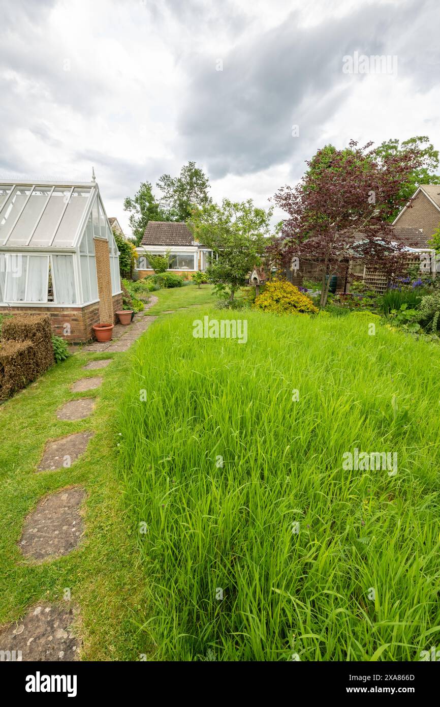 A patch on unmown grass in a garden for No Mow May Stock Photo - Alamy