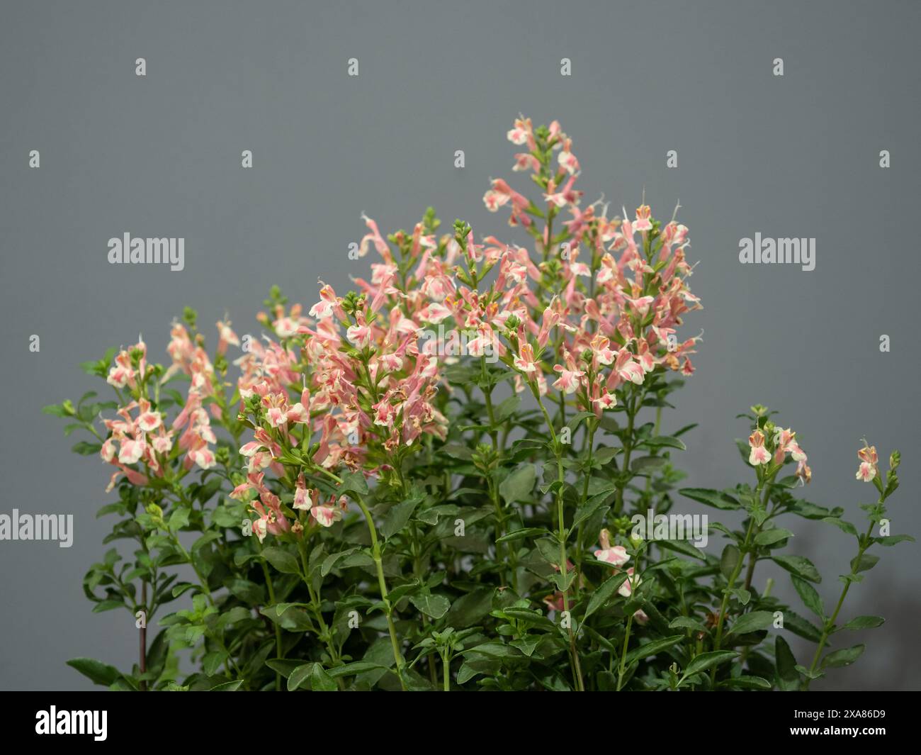 Salvia x jamensis Belle De Loire 'Barsabel' Stock Photo - Alamy