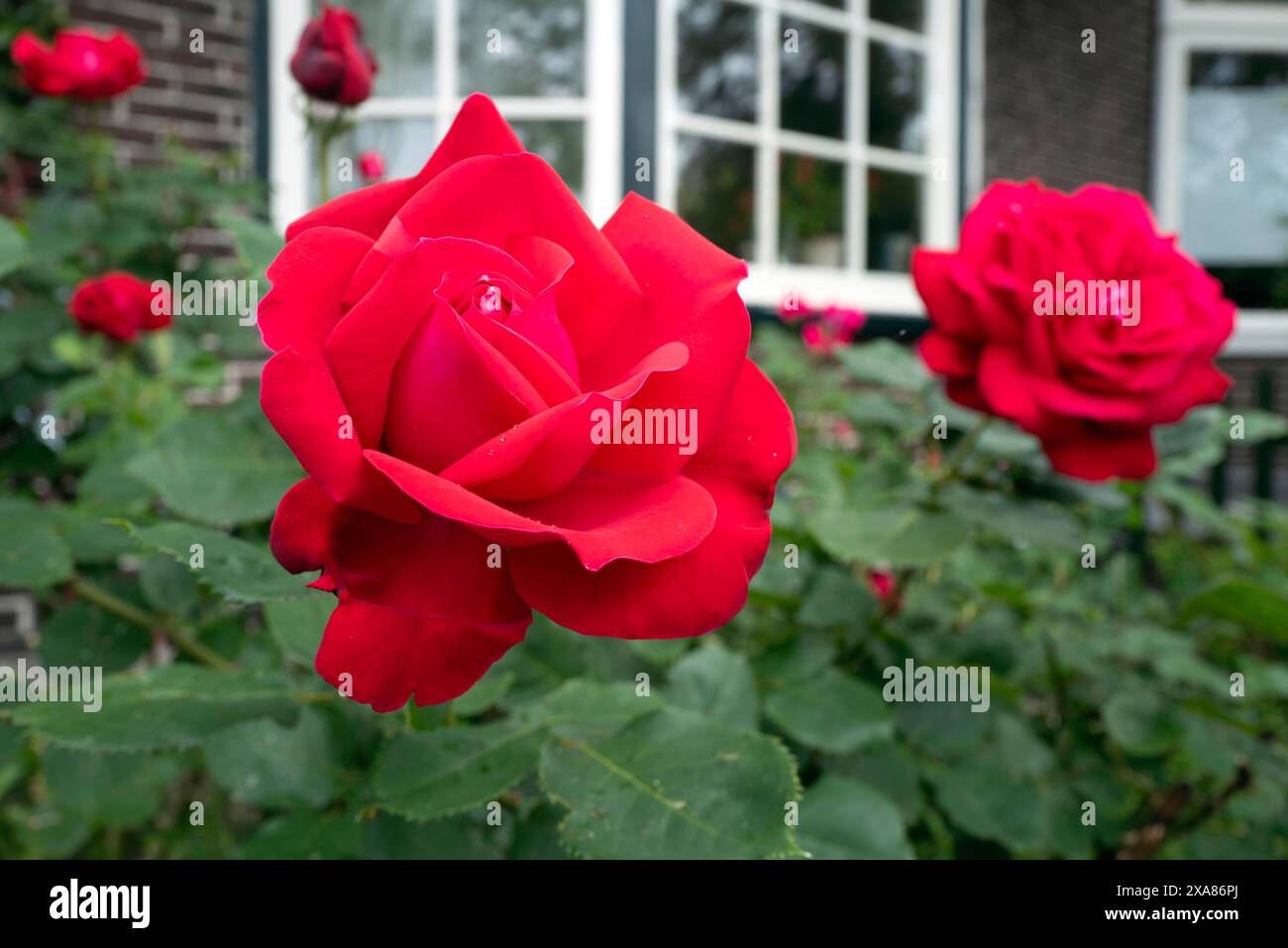 A beautiful Spring red colour in a garden near Landsmeer. Amsterdam ...