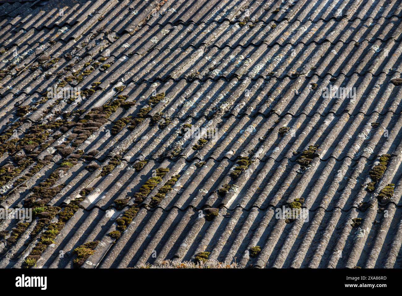 Architectural detail wavy roof hi-res stock photography and images - Alamy