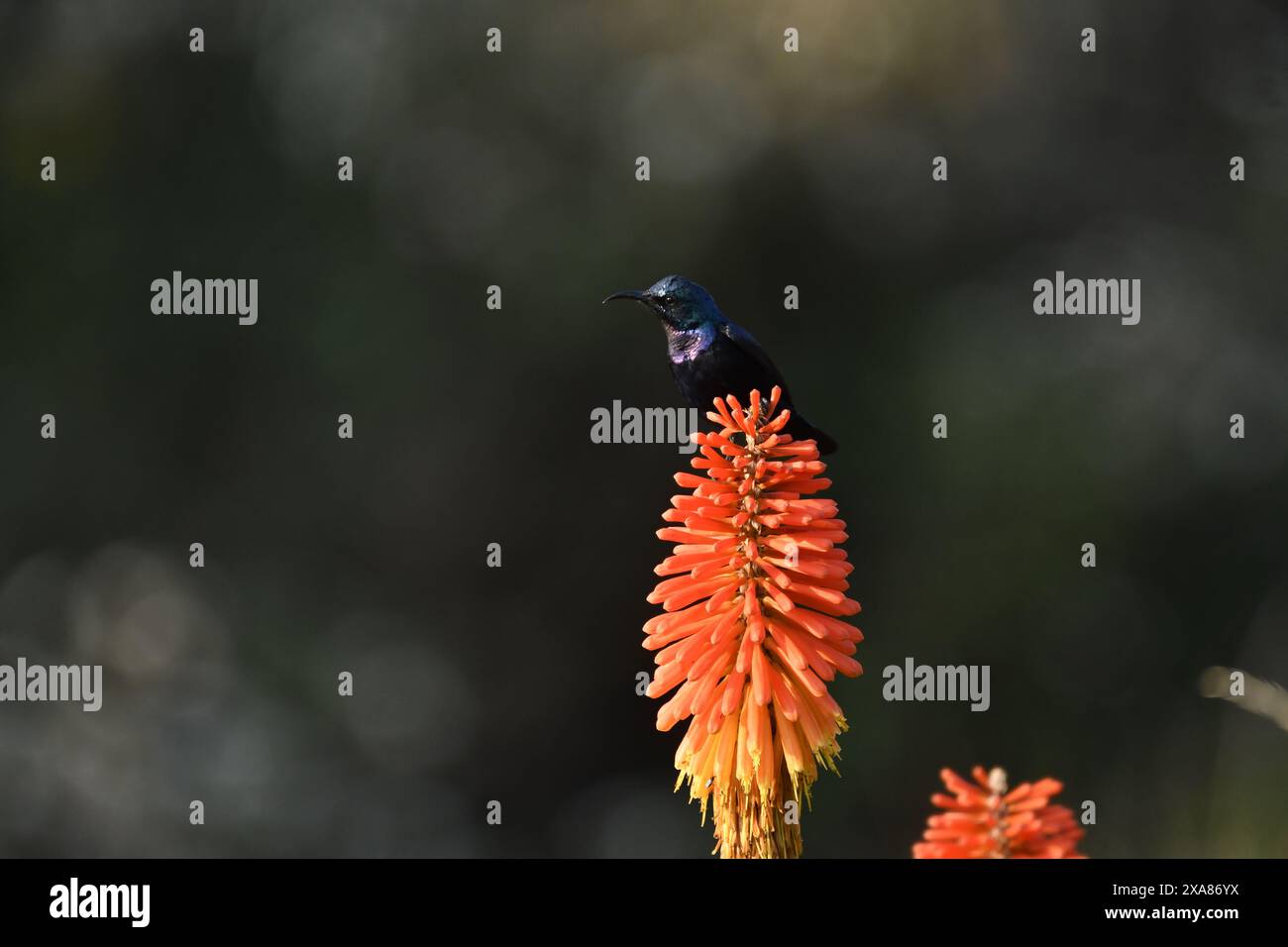 Purple Sun bird Stock Photo - Alamy
