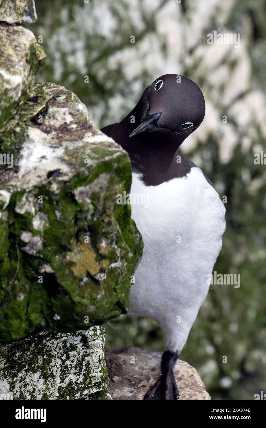 The bridled guillemot has white face markings as a result of a small ...