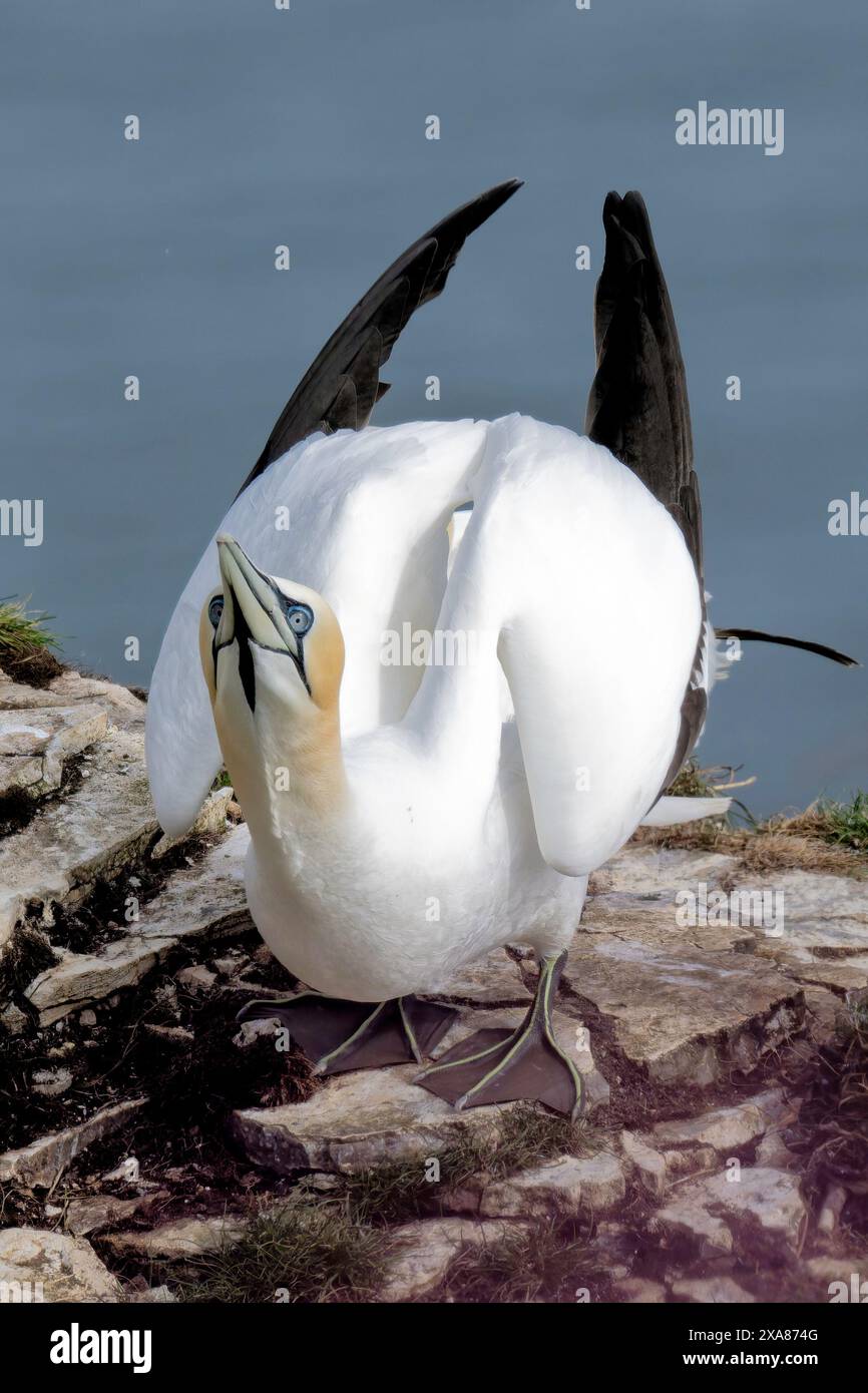 A gannet crouched in 'launch' position Stock Photo - Alamy