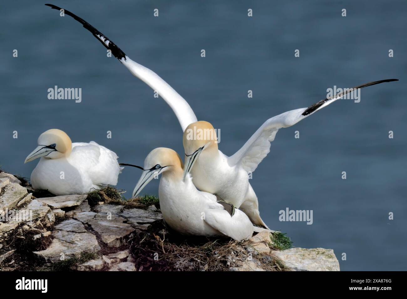 Mating Gannets at RSPB Bempton Cliffs Stock Photo - Alamy