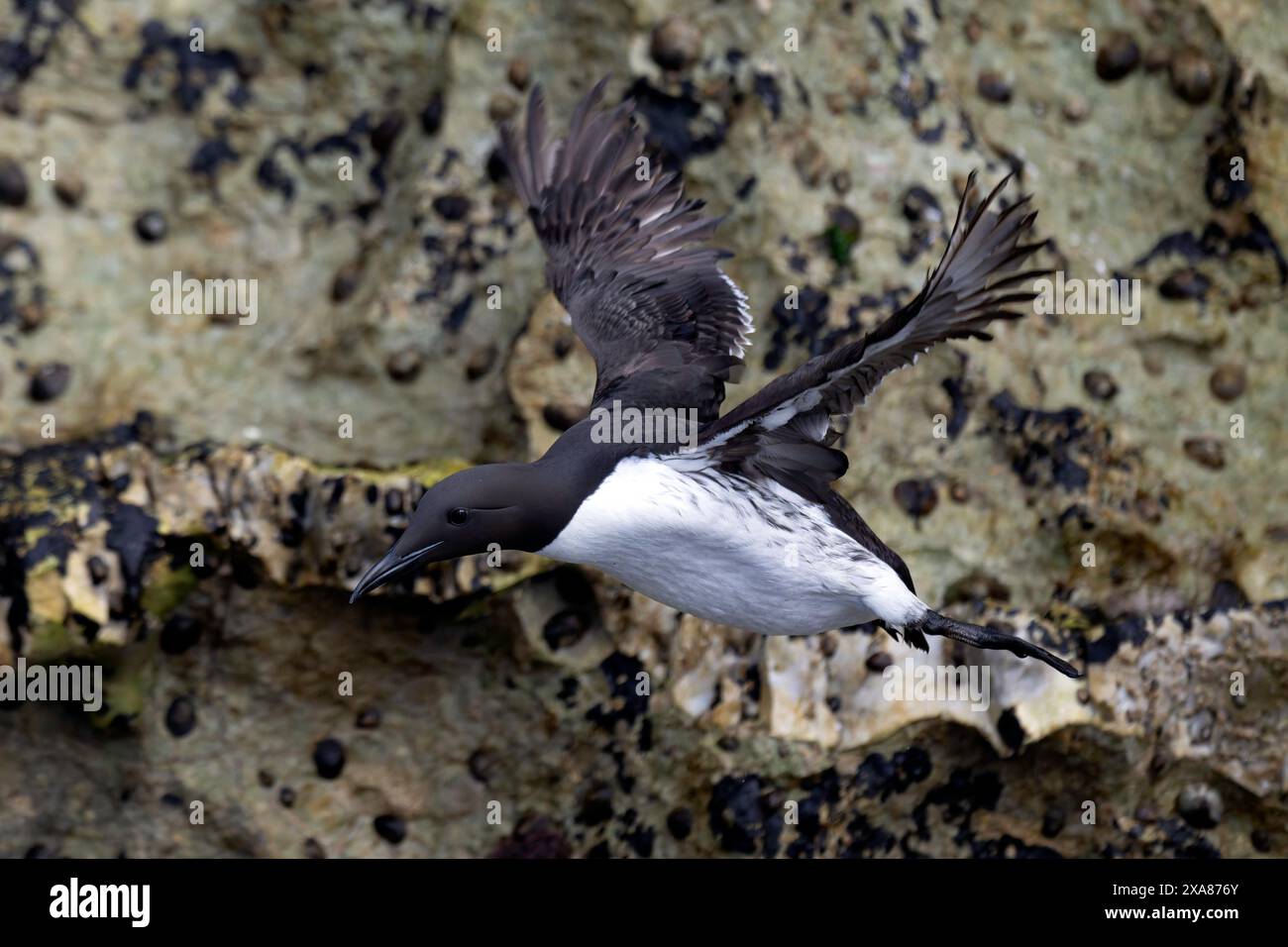 Guillemot in flight at bempton cliffs yorkshire Stock Photo - Alamy