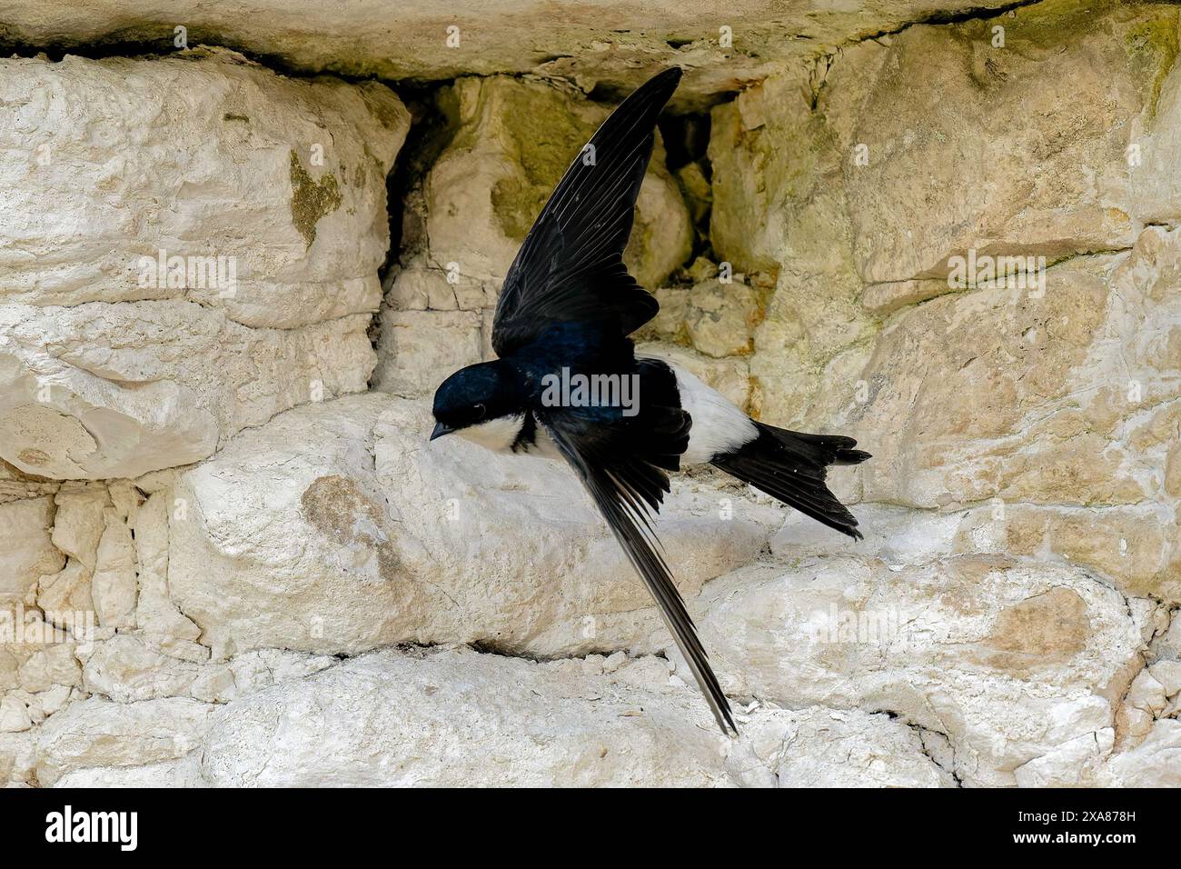 House martin bird, flying hi-res stock photography and images - Alamy