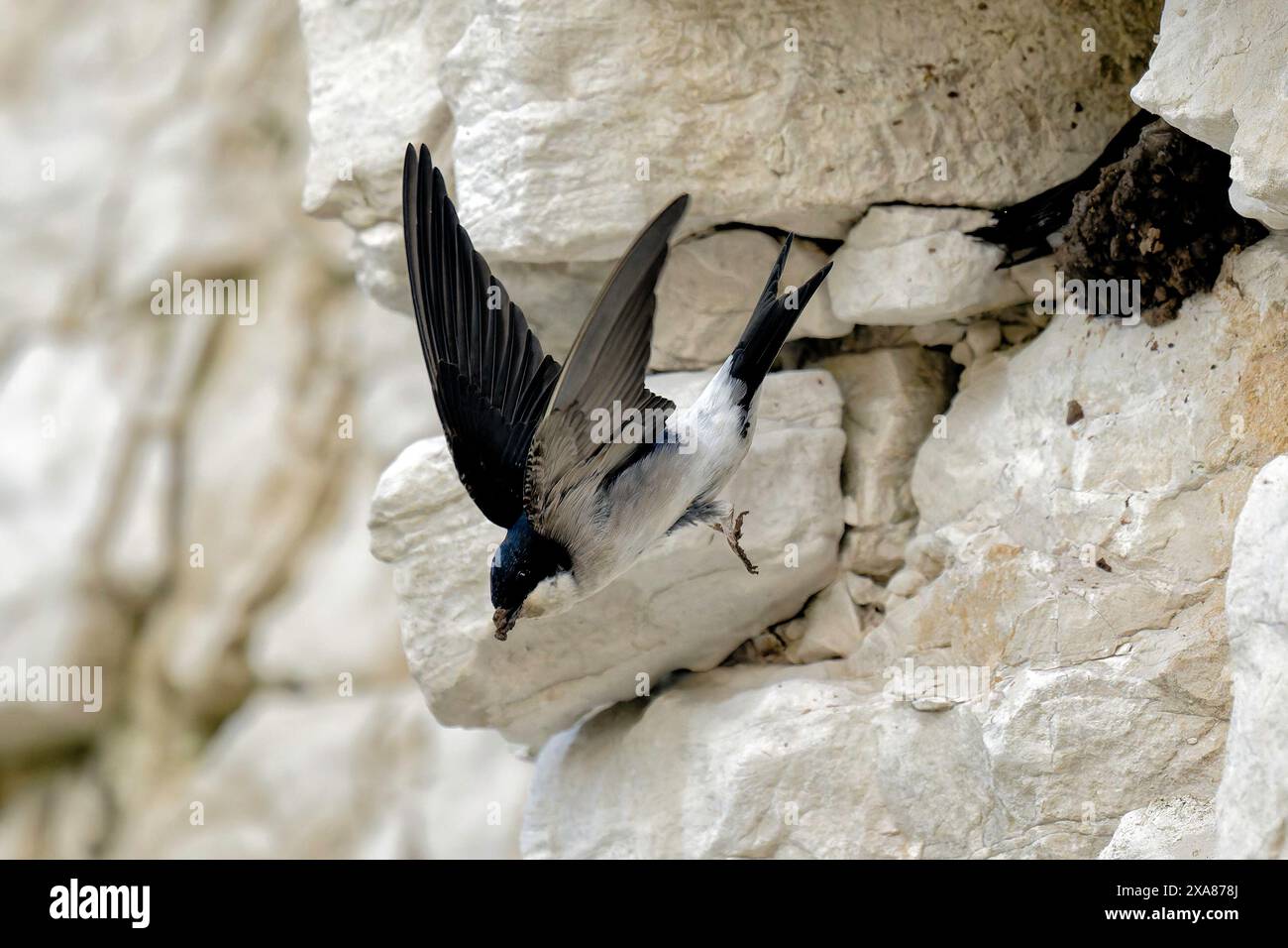 House martin in flight Stock Photo - Alamy