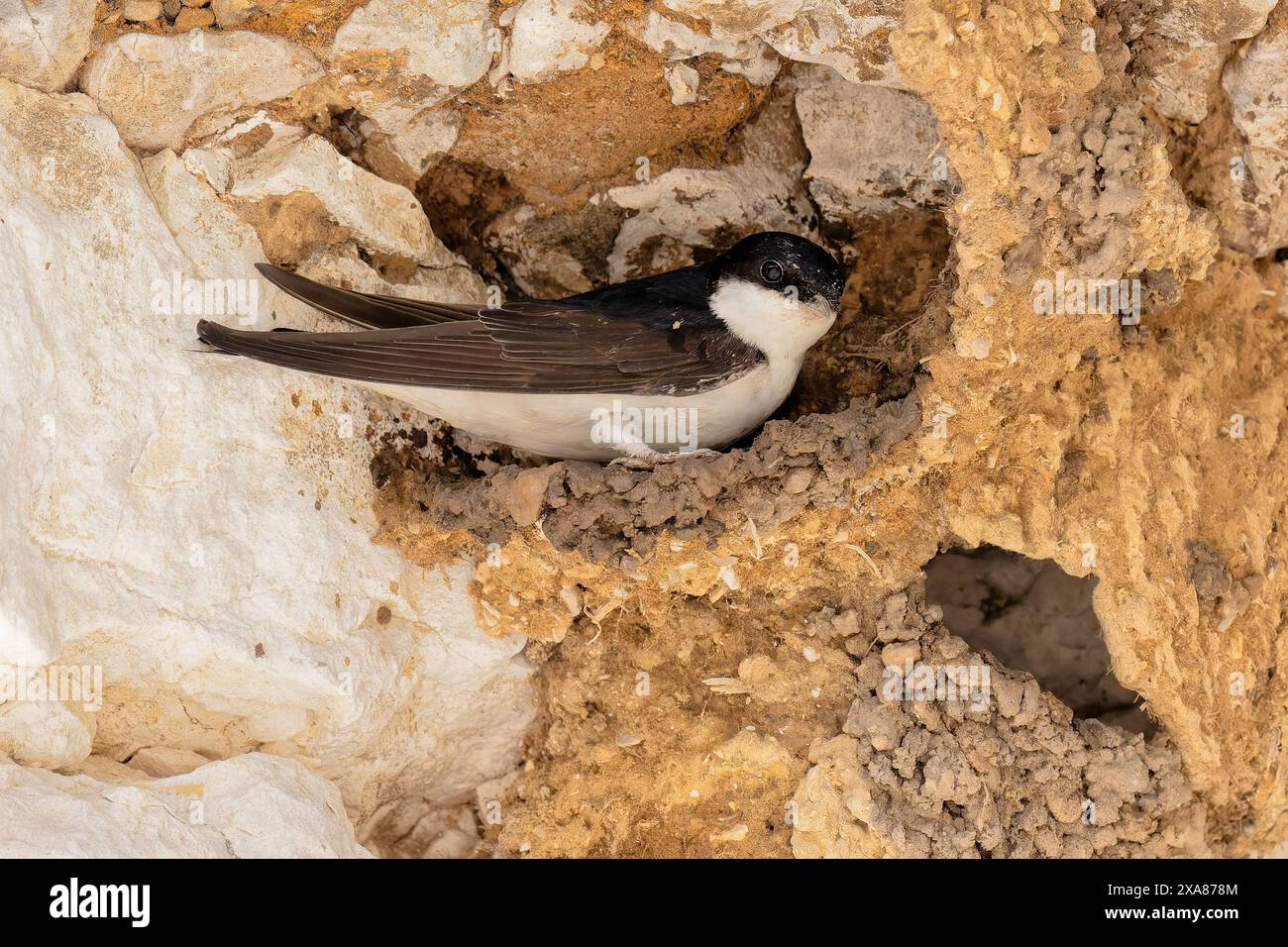 House martin nesting in a chalk cliff face Stock Photo - Alamy