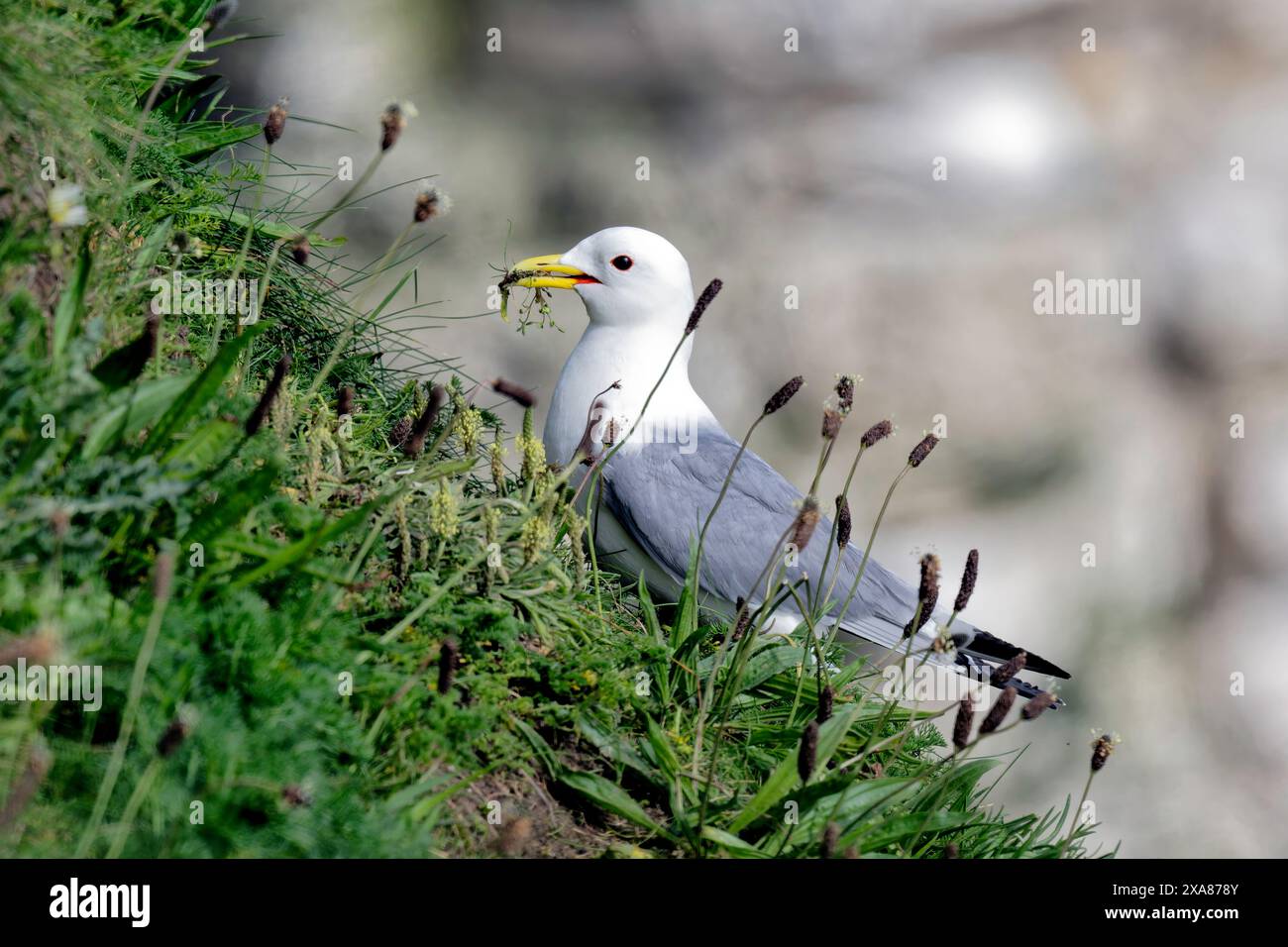 Kittiwake bempton hi-res stock photography and images - Alamy