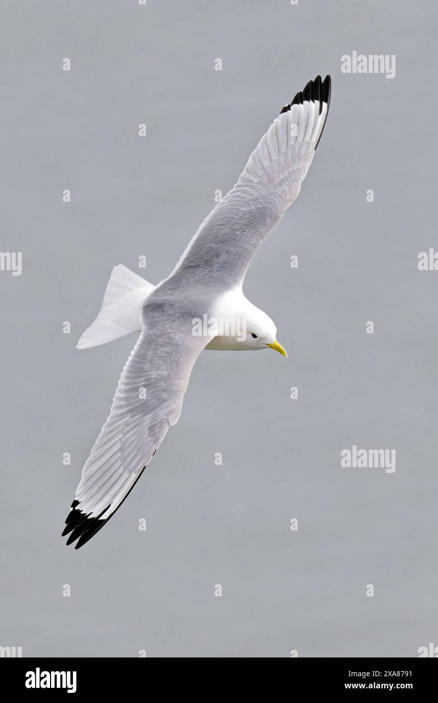 Kittiwake united kingdom hi-res stock photography and images - Alamy