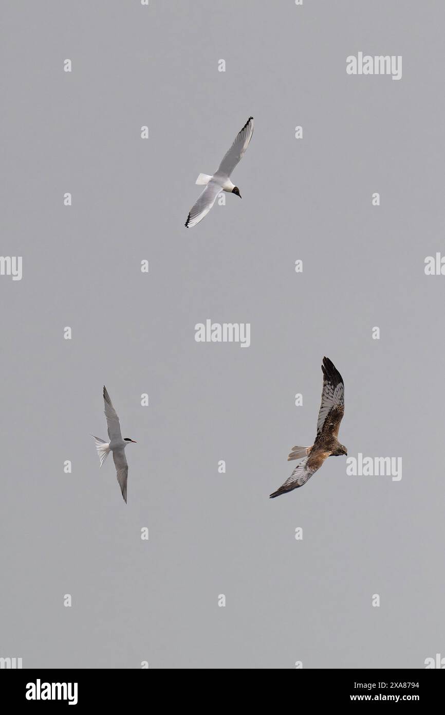 Tern and black headed gull team up to defend their nesting site against ...