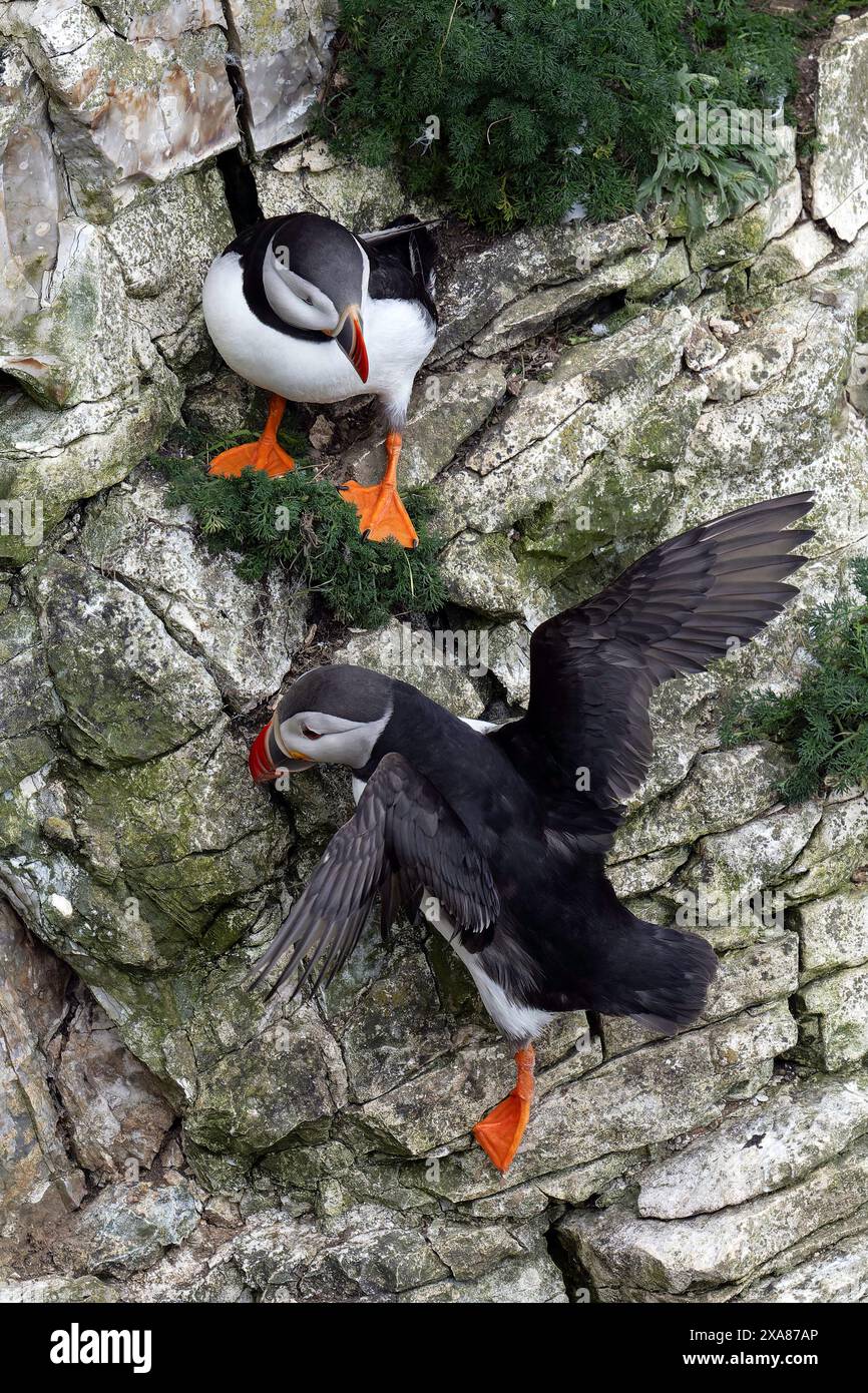 A precarious perch on the cliff face at Bempton Cliffs Stock Photo - Alamy