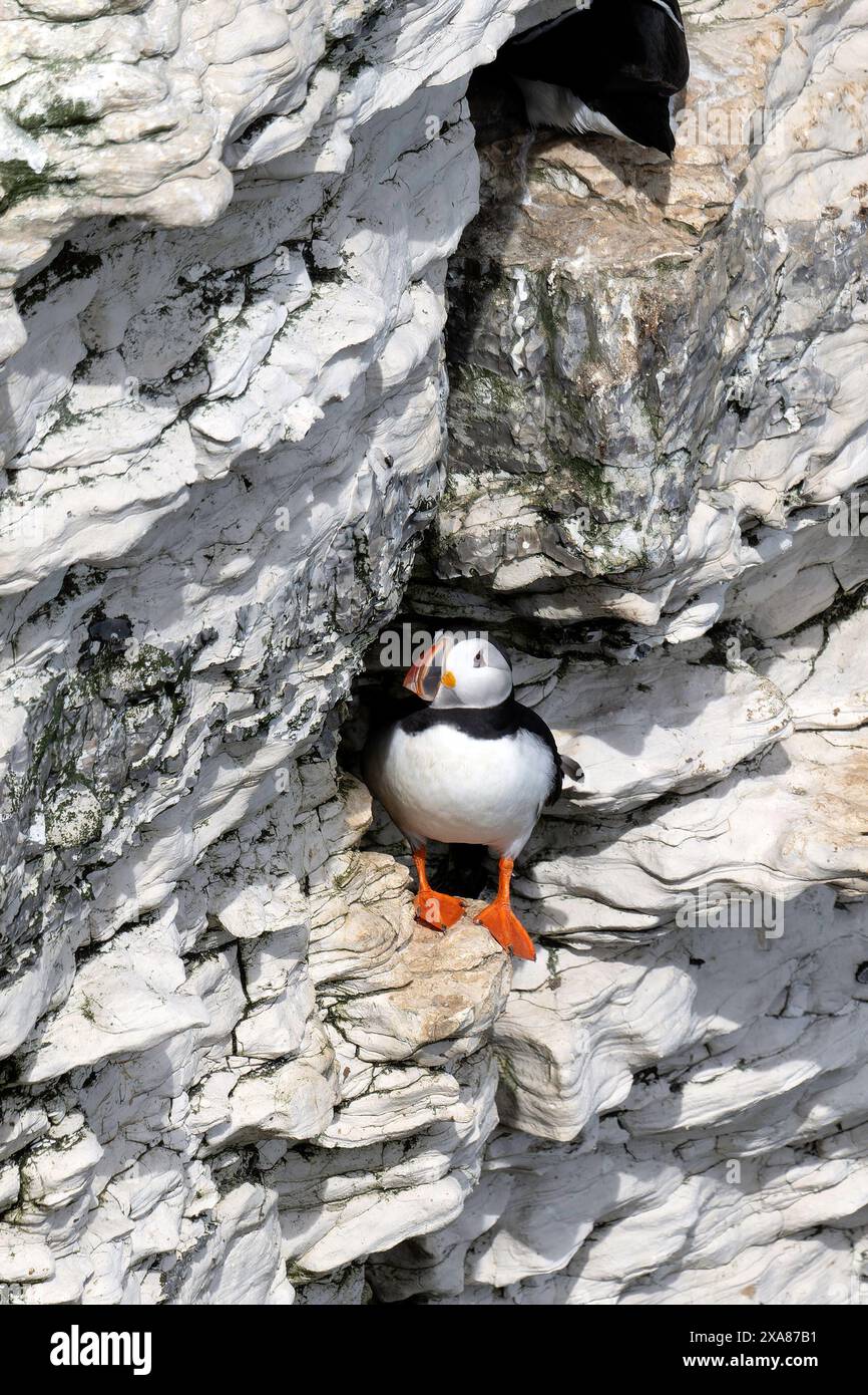 A puffin perched on a small ledge on the 400 ft tall bempton cliffs ...