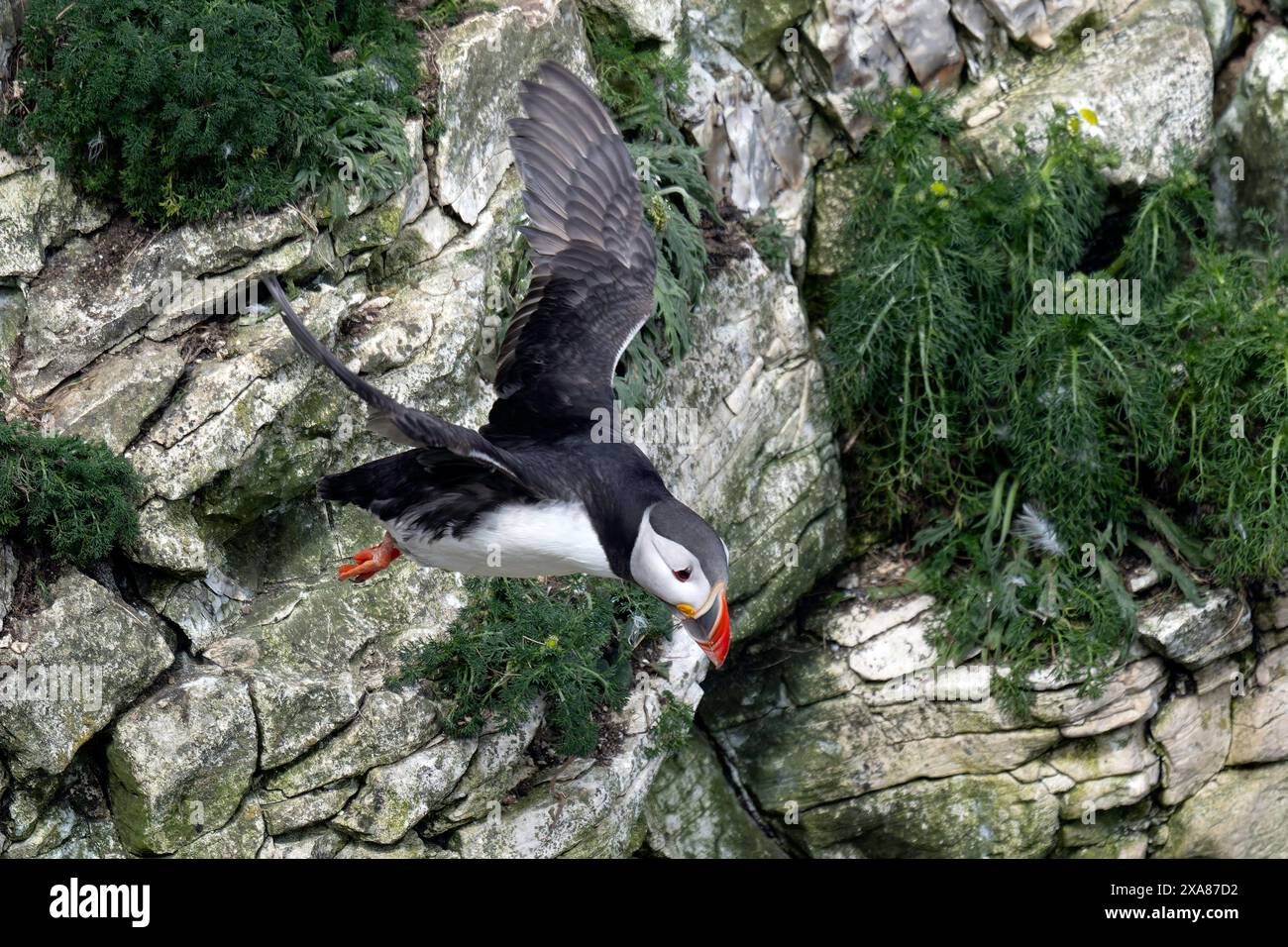A puffin in flight at RSPB Bempton Cliffs Stock Photo - Alamy
