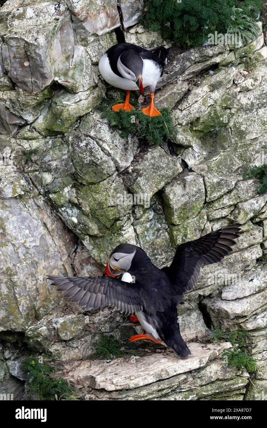 A Puffin lands on a narrow ledge below its partner Stock Photo - Alamy