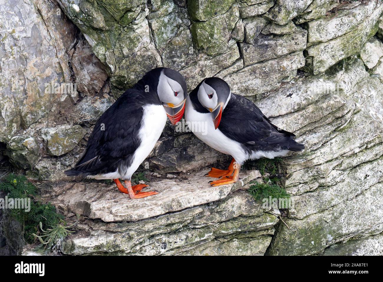 A pair of puffins bonding on a ledge at Bempton Cliffs Stock Photo - Alamy