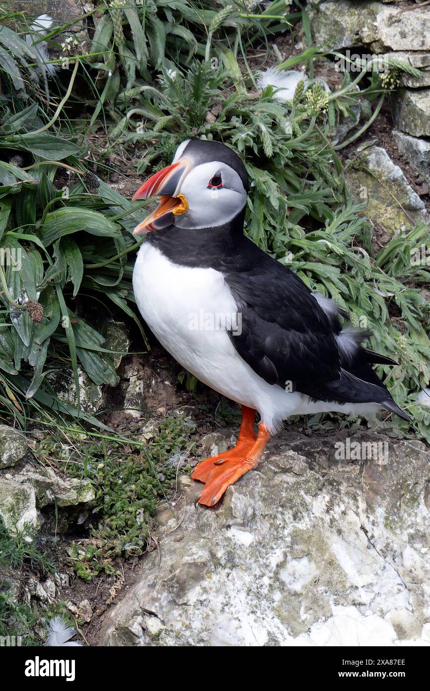 Puffin character hi-res stock photography and images - Alamy