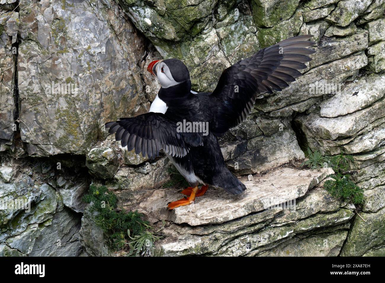 A puffin stretches wings Stock Photo - Alamy