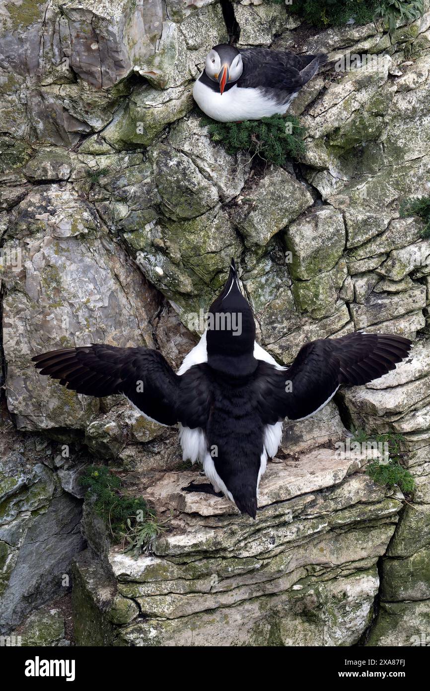 A puffin and a razorbill on Bempton Cliffs Stock Photo - Alamy