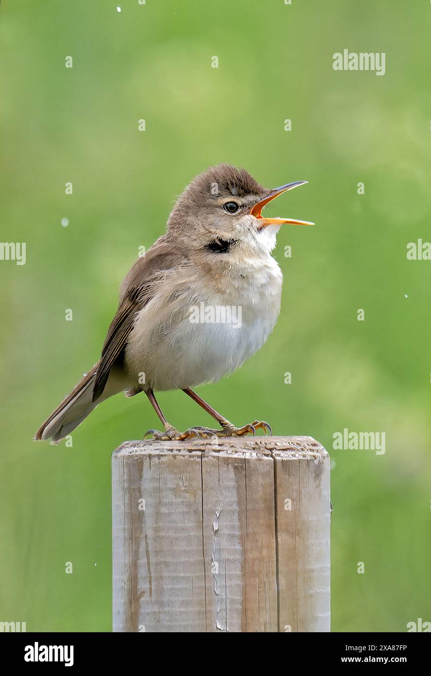 A common reed warbler singing from a fence post Stock Photo - Alamy