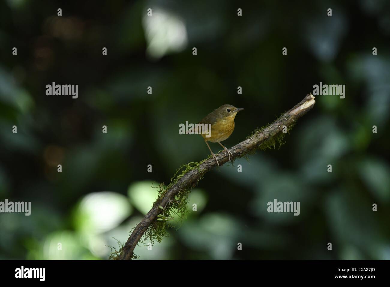 Indian robin photography hi-res stock photography and images - Alamy