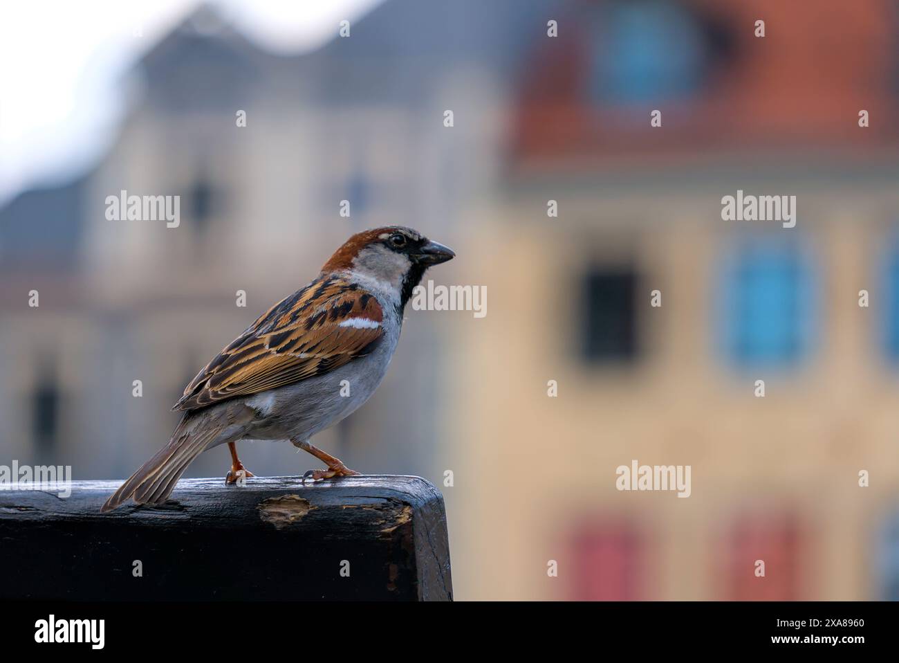 Sparrow in urban setting hi-res stock photography and images - Alamy
