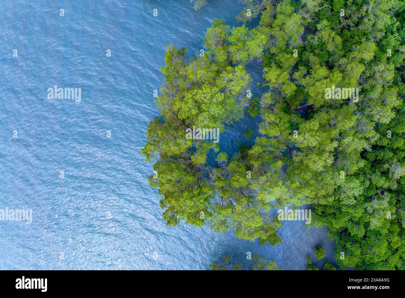 Top view mangrove forest trees with beautiful sea surface and small ...