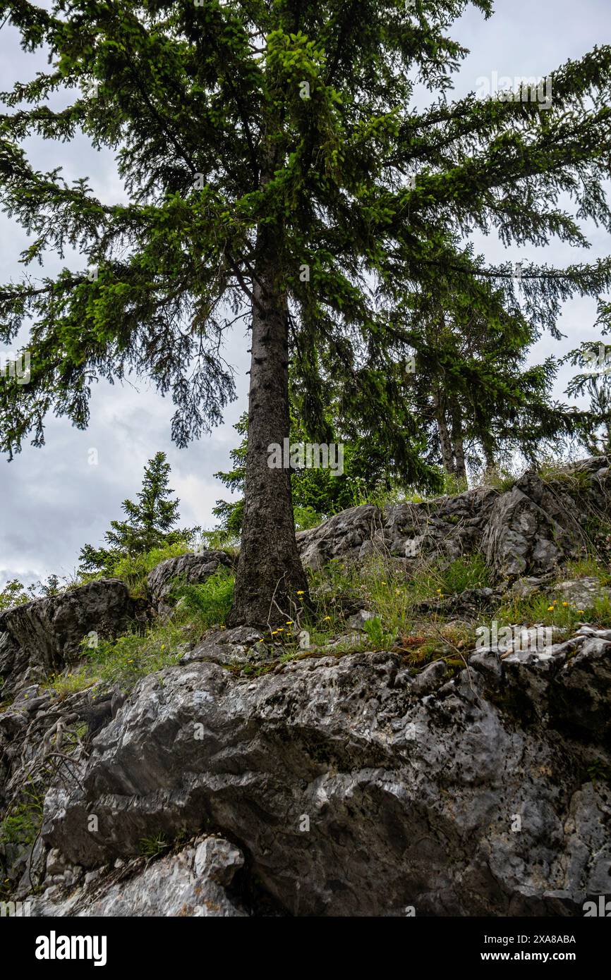 tree on rock Stock Photo - Alamy