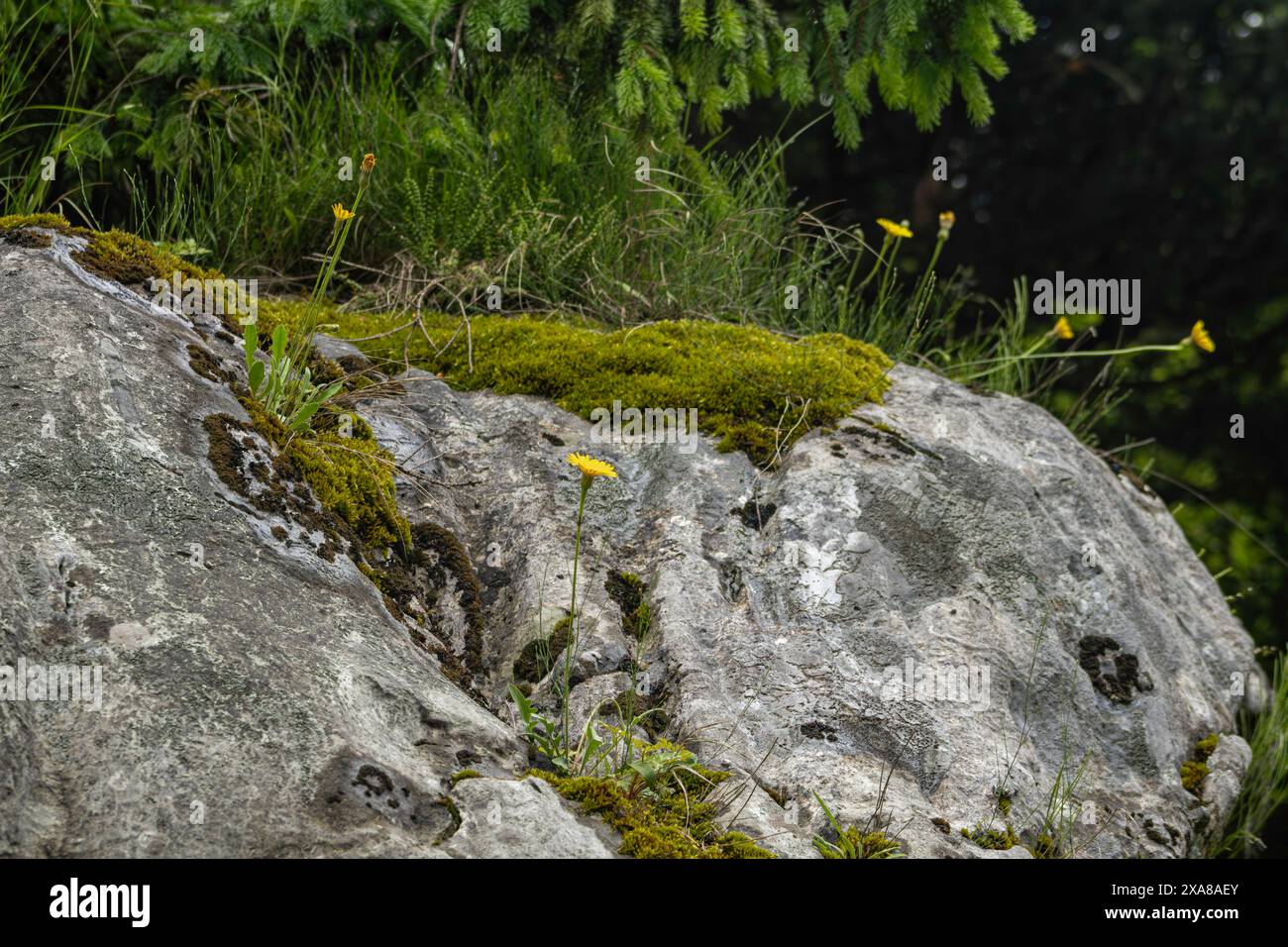 flowers growing on rock Stock Photo - Alamy