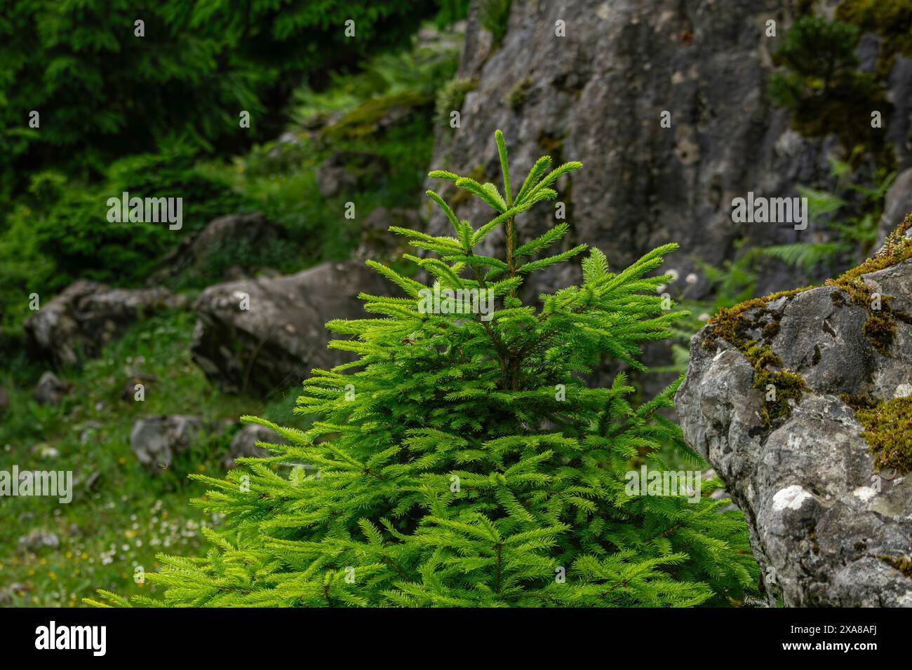 pine tree rock path Stock Photo - Alamy