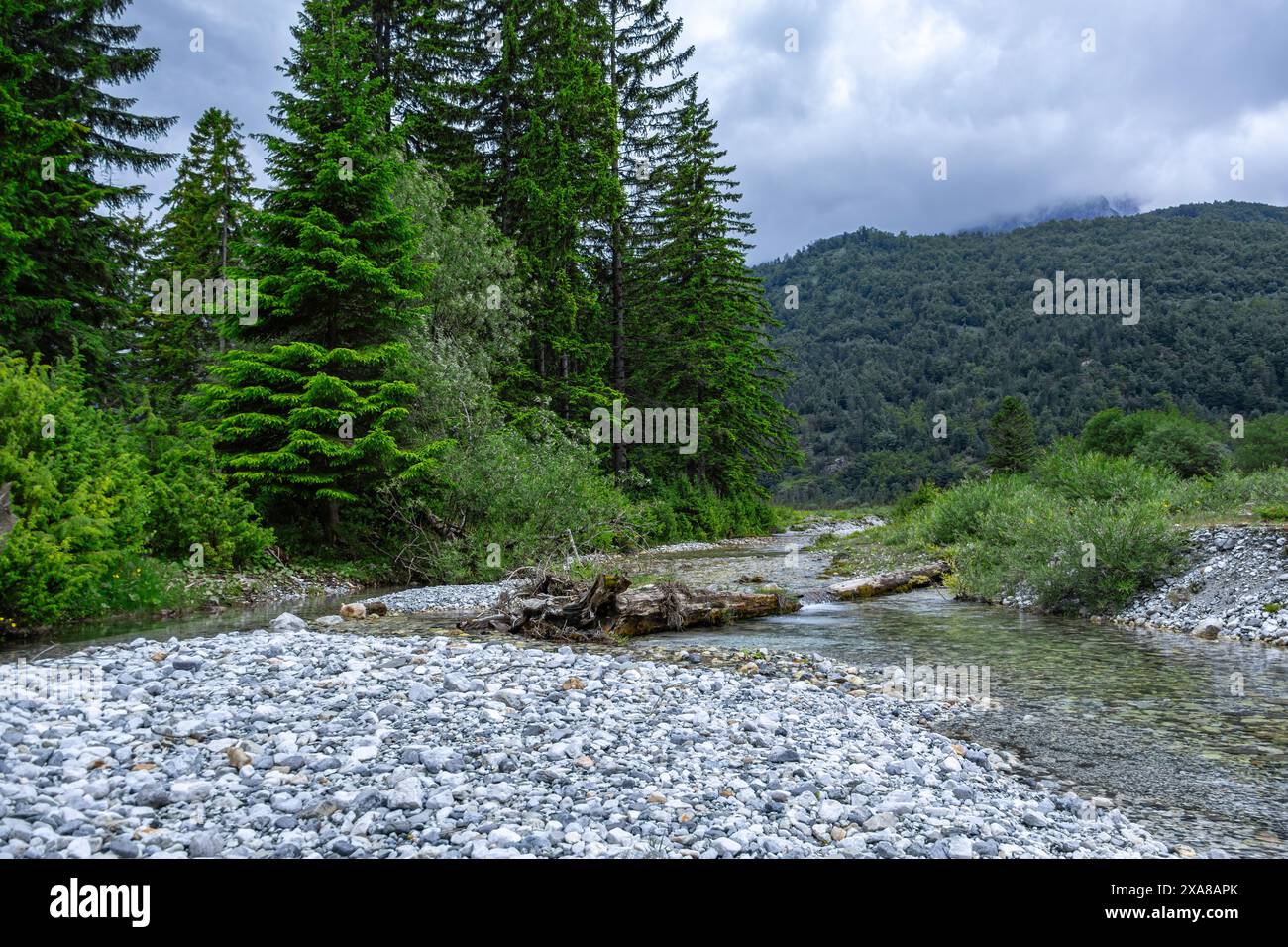 tree stump water flow Stock Photo - Alamy