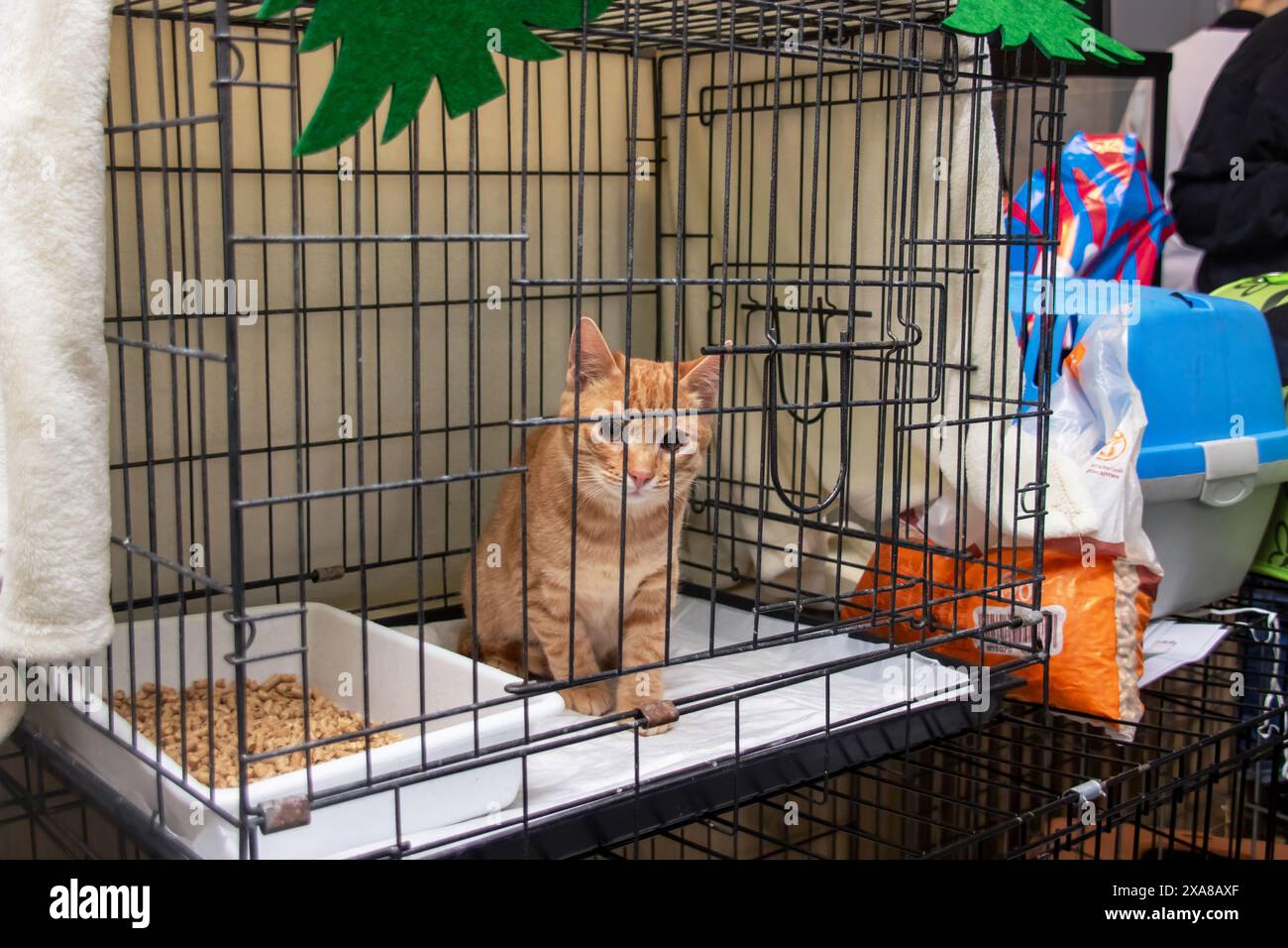 A feline, confined in a kennel, positioned beside a package of cat ...
