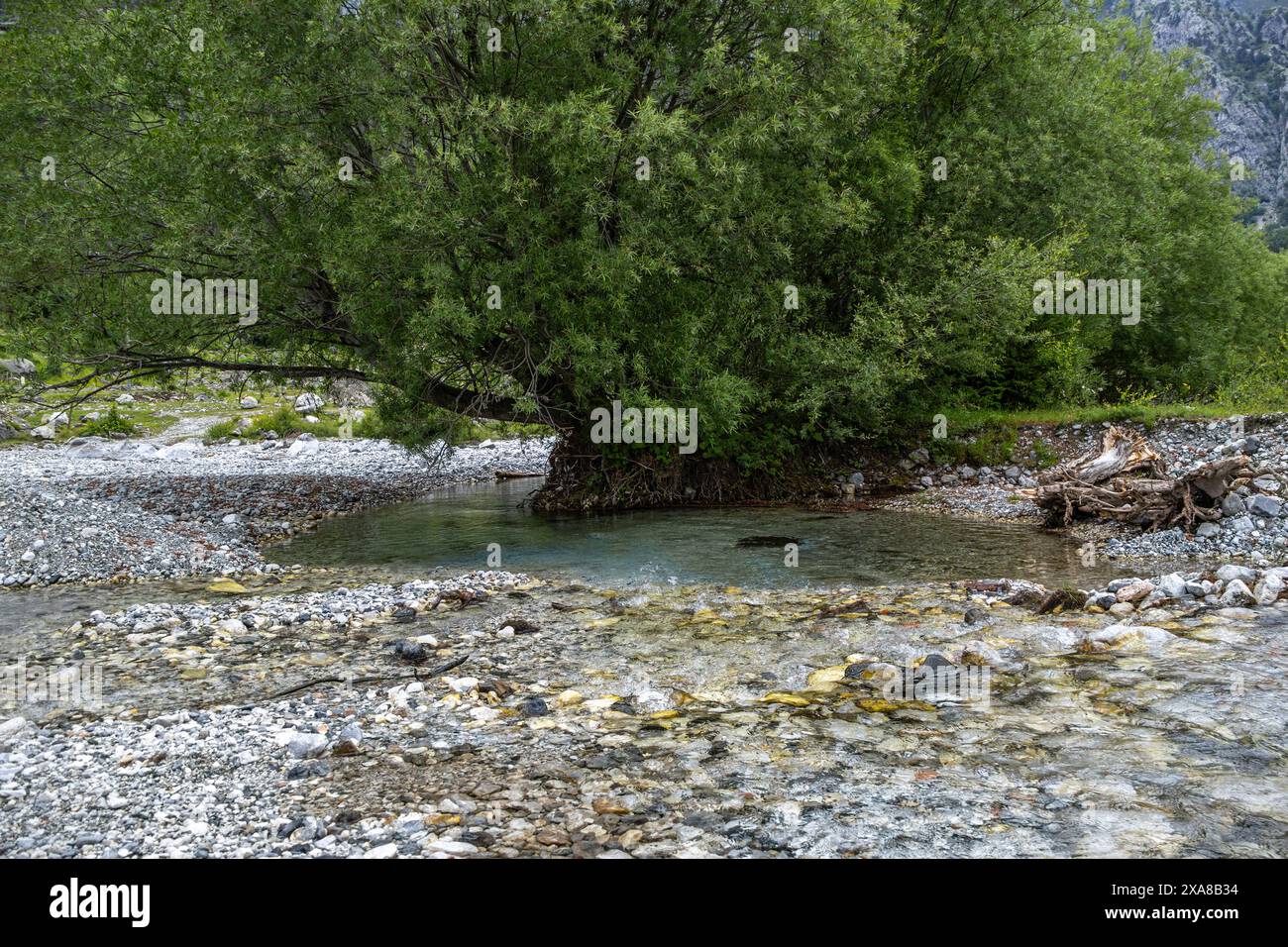 clear water flow tree Stock Photo - Alamy