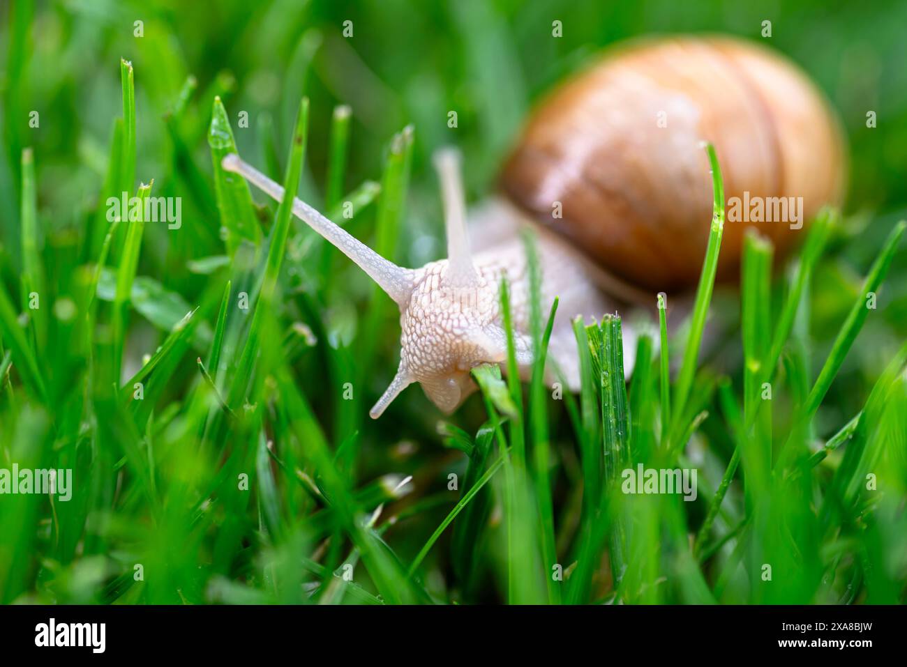 Close up slow motion meal hi-res stock photography and images - Alamy