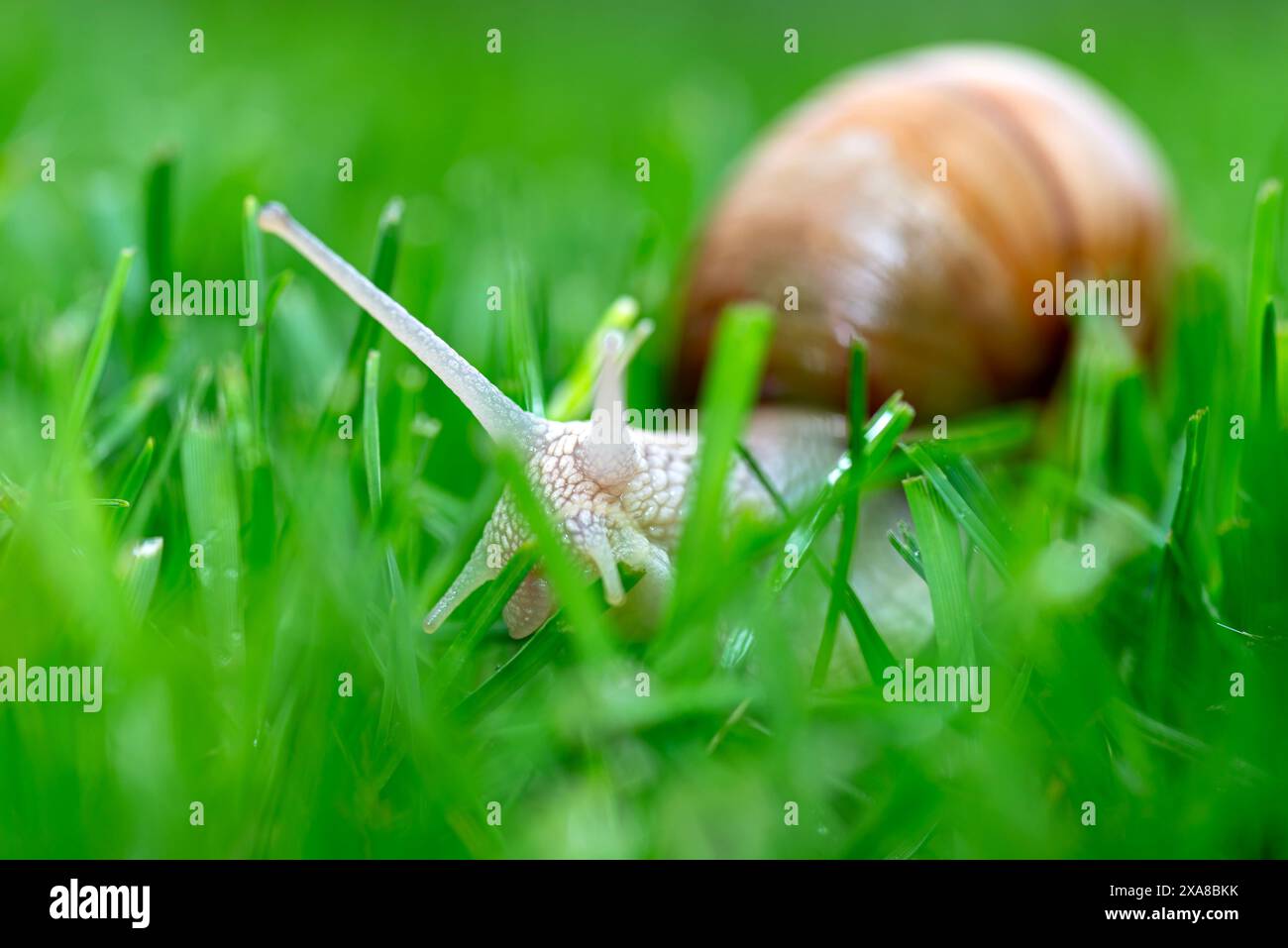Do Snails Eat Grass