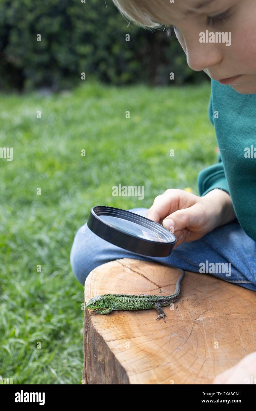 child holds magnifying glass and carefully examines green lizard. boy ...