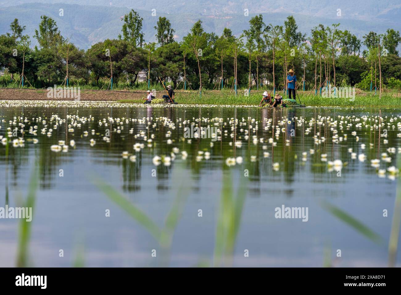 Eryuan. 5th June, 2024. Villagers harvest ottelia acuminata flowers at ...