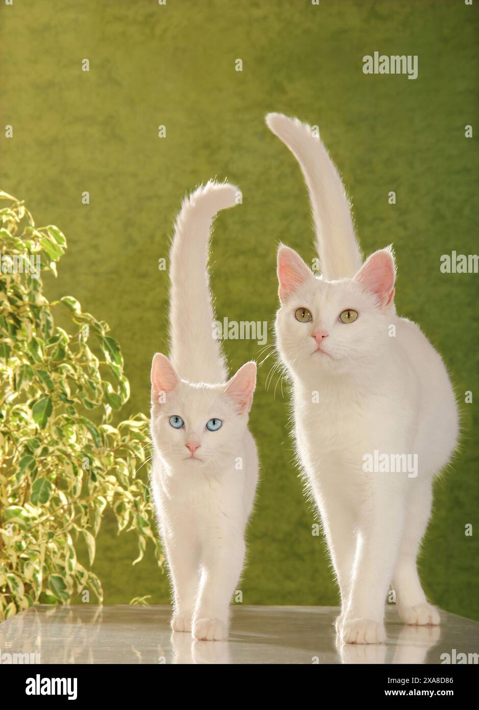 Domestic two cats walking hi-res stock photography and images - Alamy