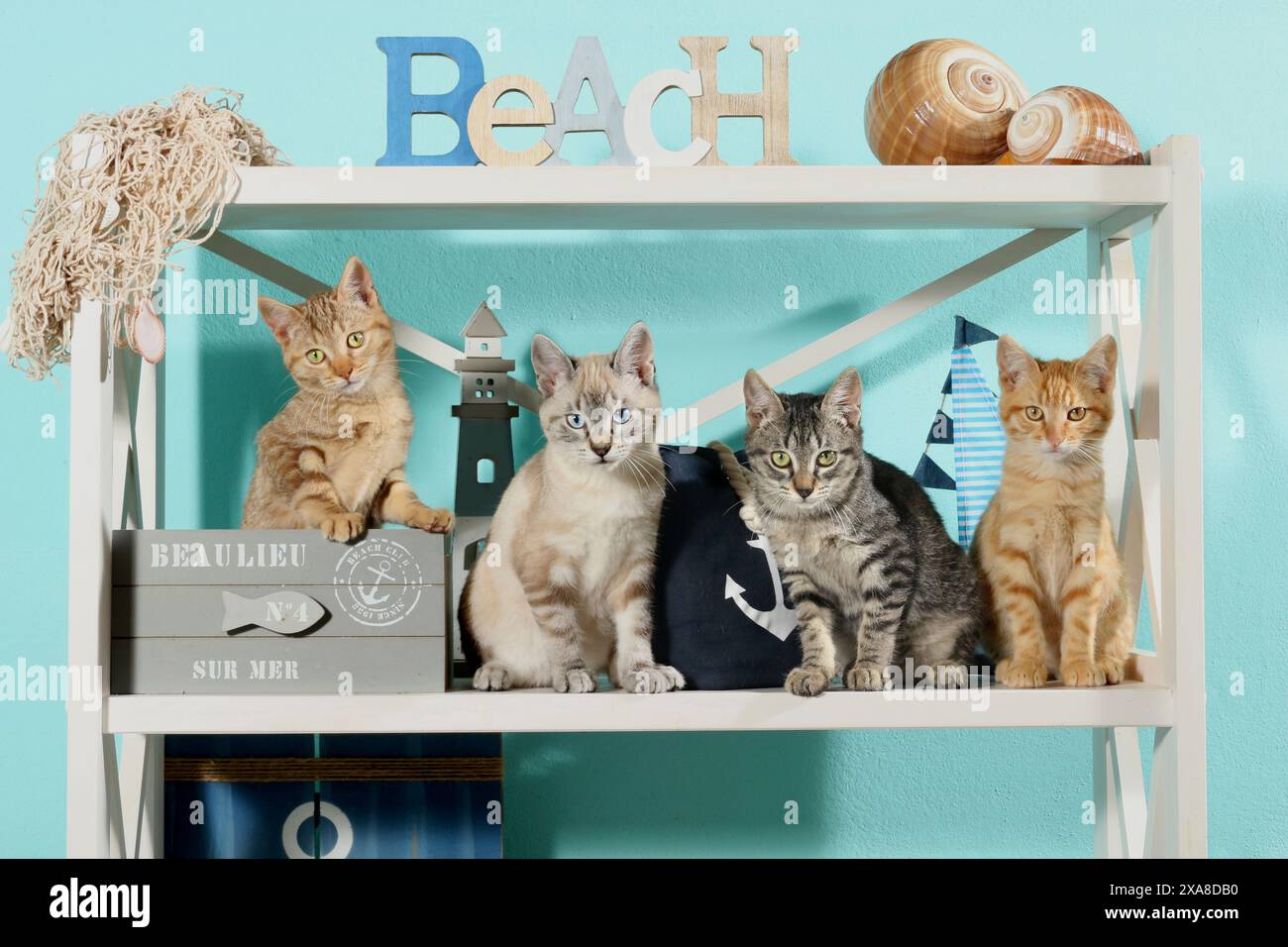 Domestic cat. Four kittens (10 weeks old) sitting on a shelf with ...