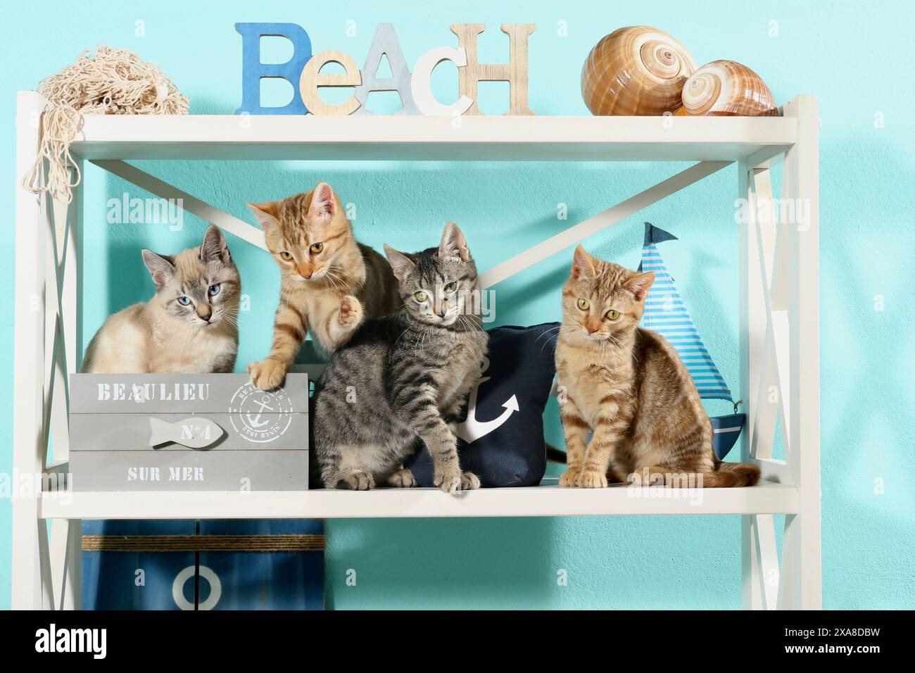 Domestic cat. Four kittens (10 weeks old) sitting on a shelf with ...