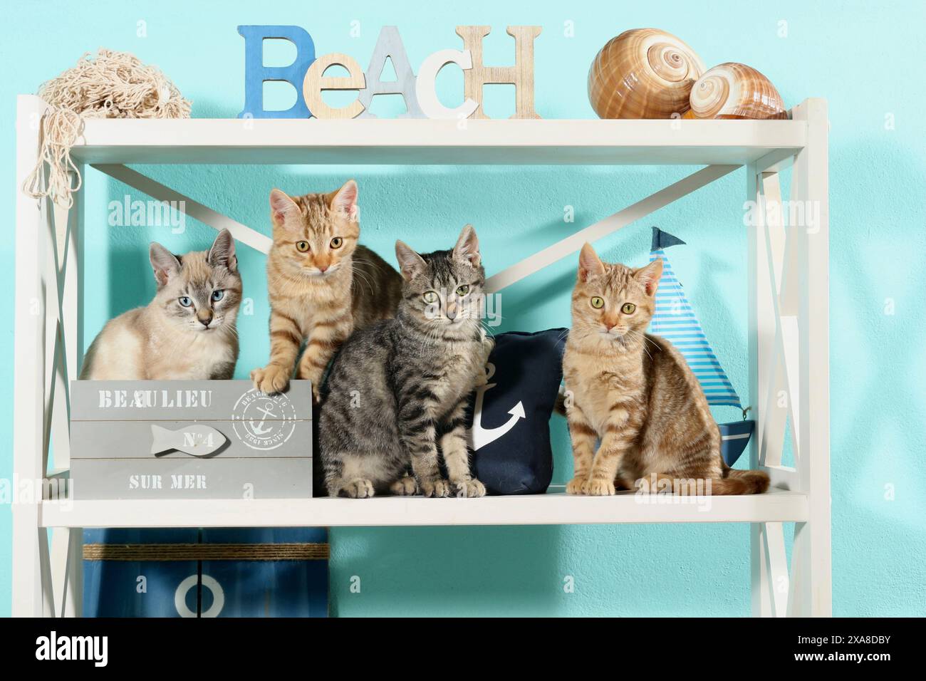 Domestic cat. Four kittens (10 weeks old) sitting on a shelf with ...