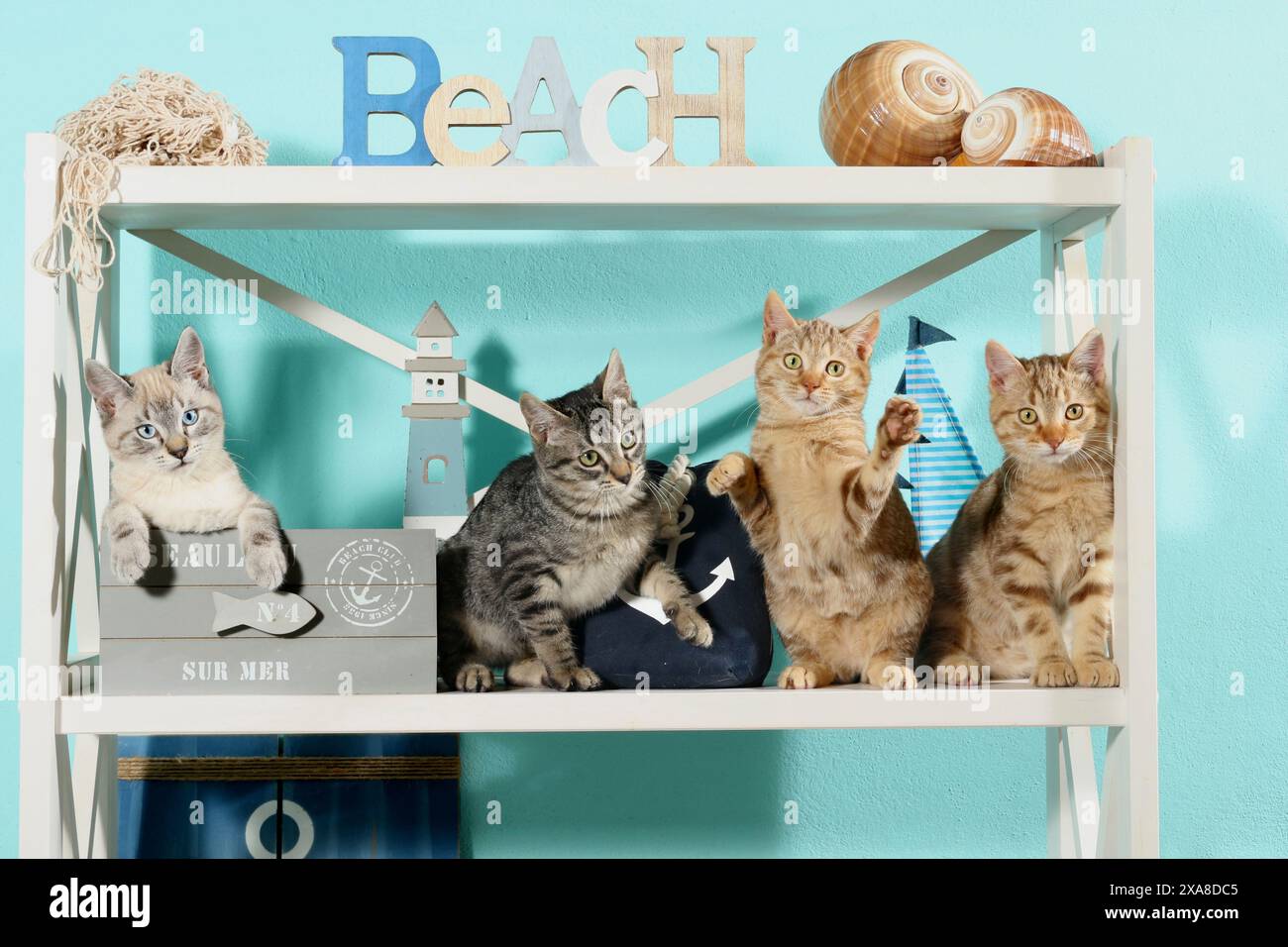 Domestic cat. Four kittens (10 weeks old) sitting on a shelf with ...