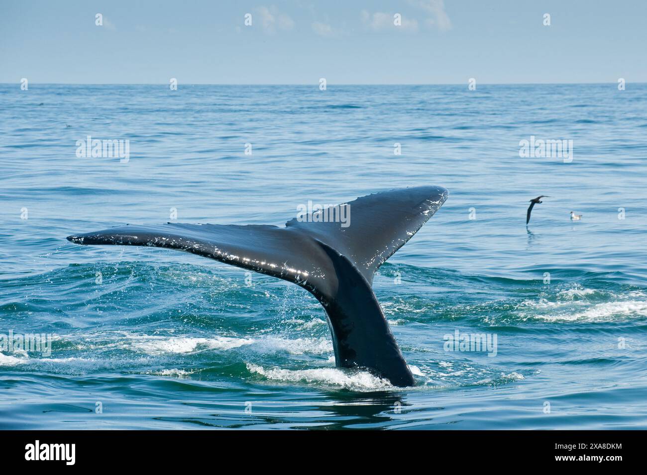 Humpback Whales in Stellwagen Bank National Marine Sanctuary. Cape Cod ...