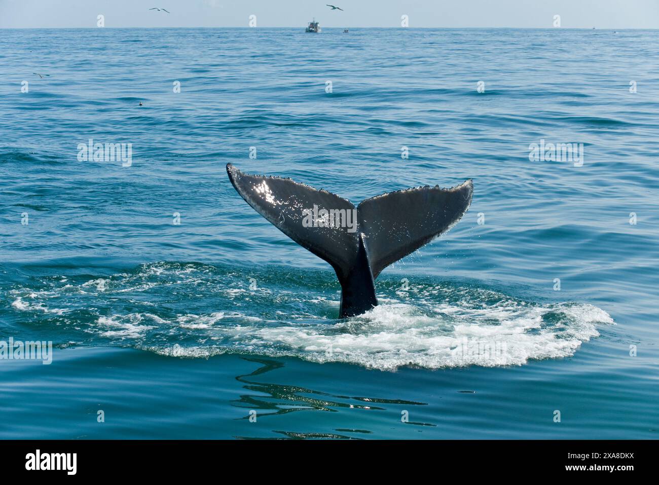 Humpback Whales in Stellwagen Bank National Marine Sanctuary. Cape Cod ...
