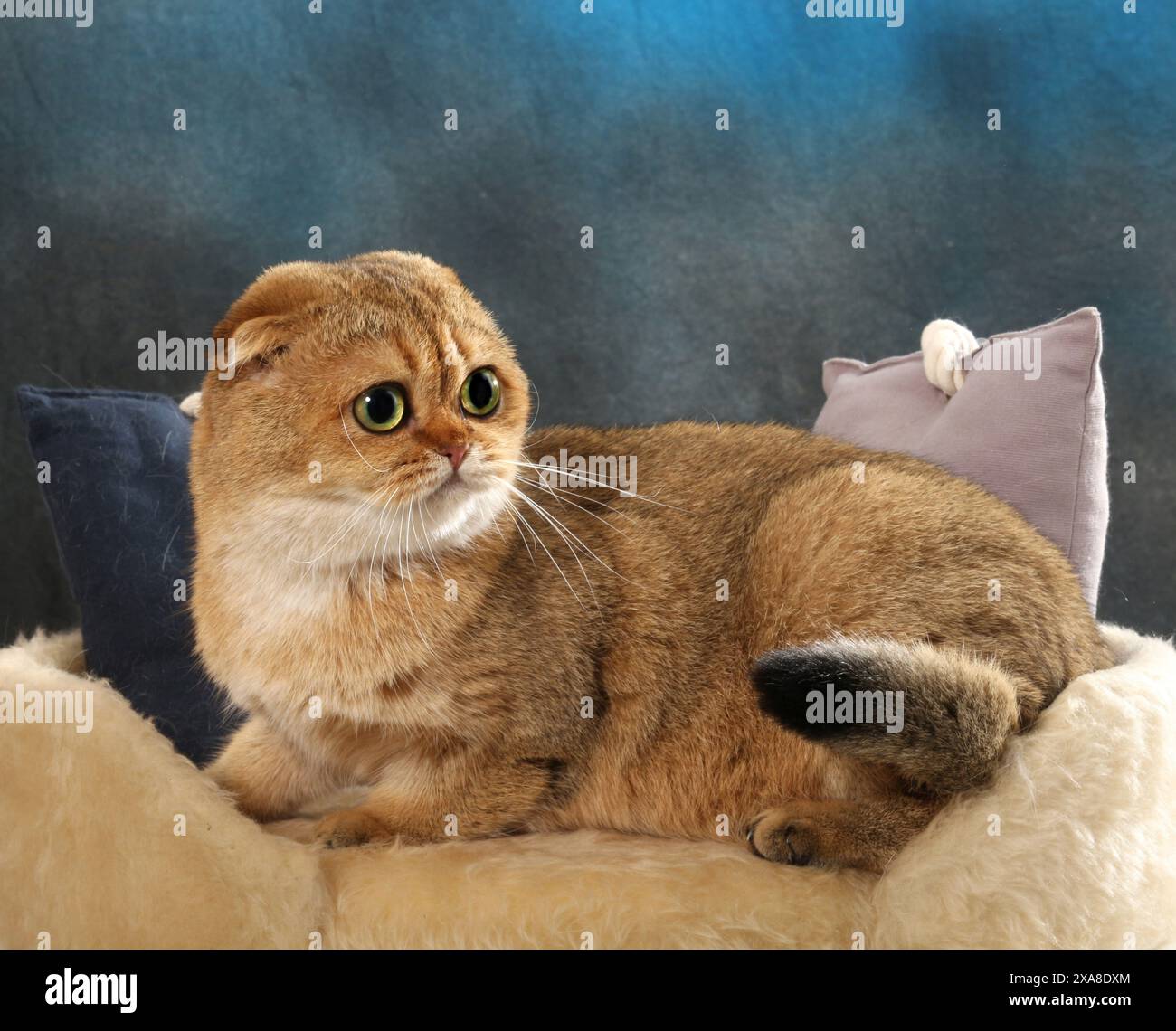 Scottish Fold. An adult cat (black golden ticked) lying on a pet bed ...