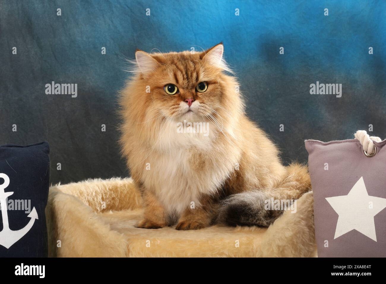 Highland Straight. An adult cat (black golden shaded sitting on a pet ...