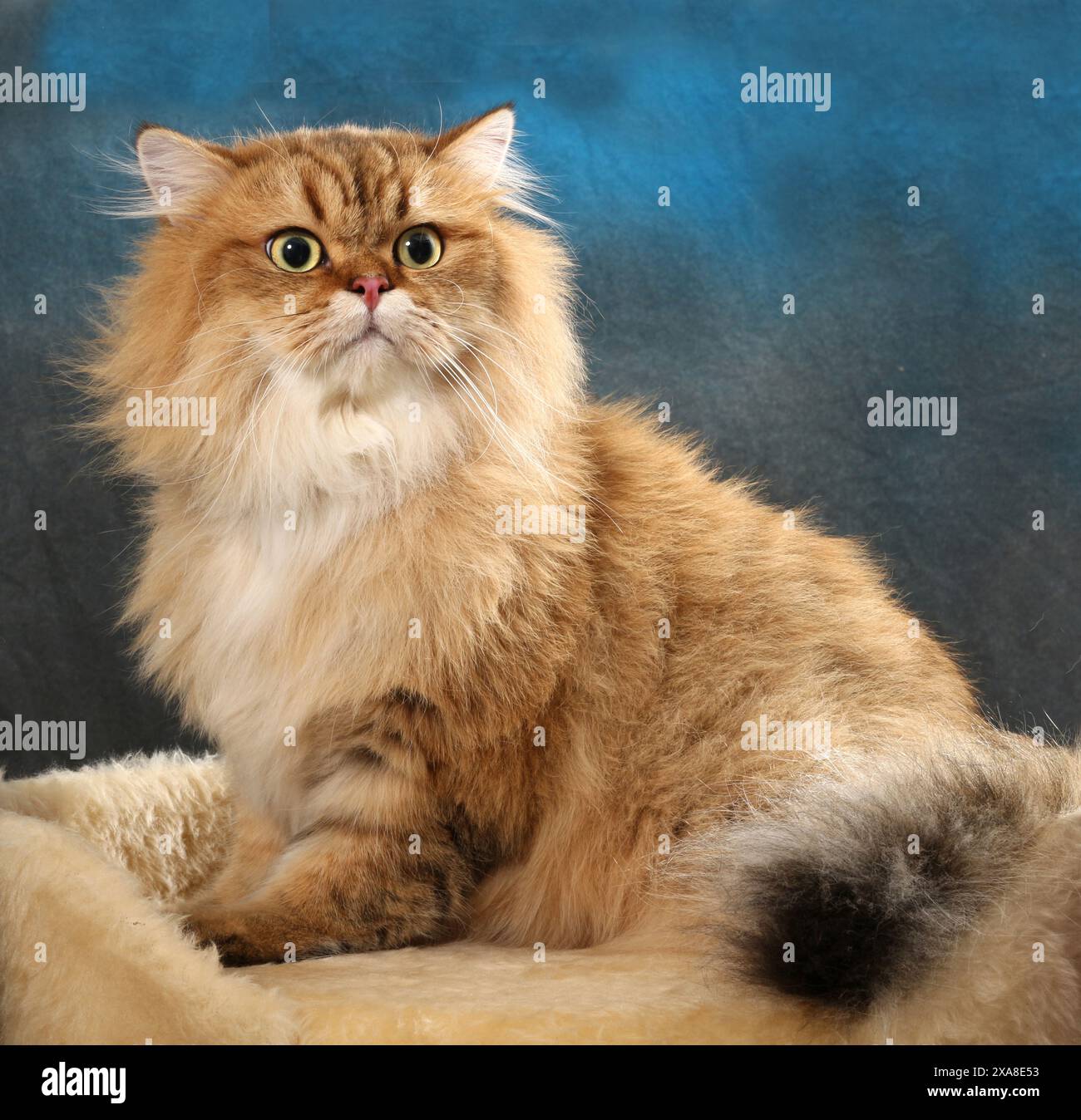 Highland Straight. An adult cat (black golden shaded sitting on a pet ...
