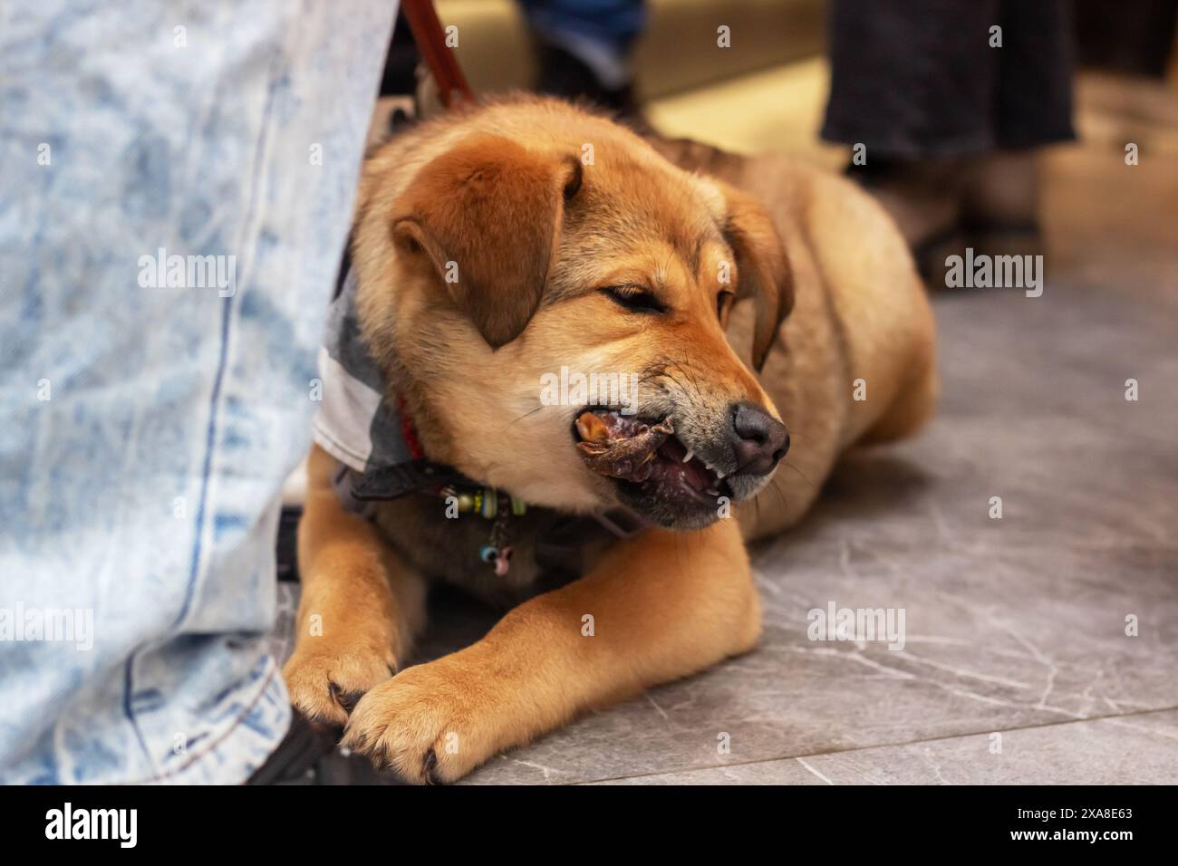 A carnivorous dog lies on the ground with its mouth open. This ...