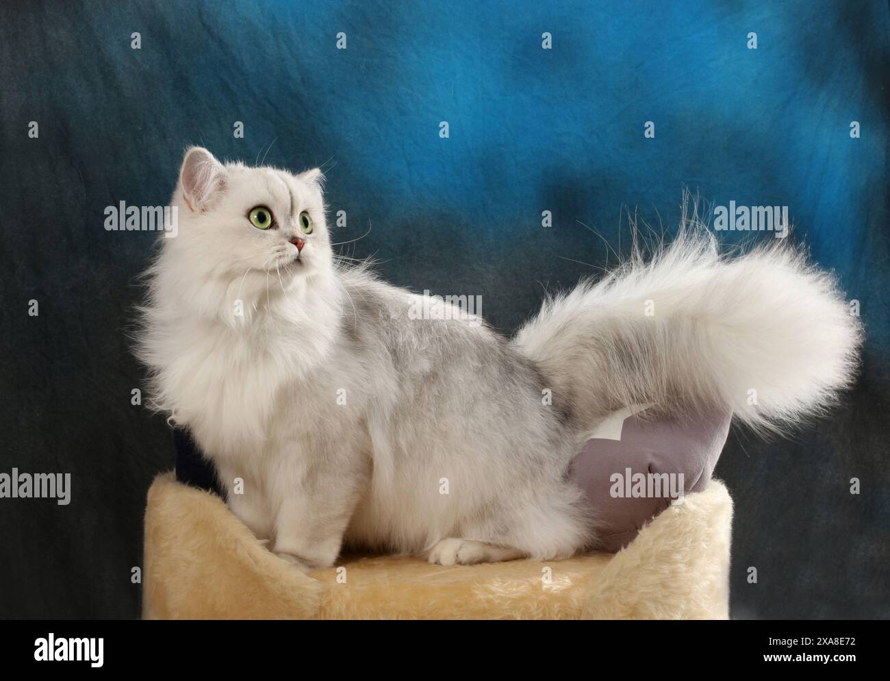 Highland Straight. An adult cat (black silver shaded sitting on a pet ...